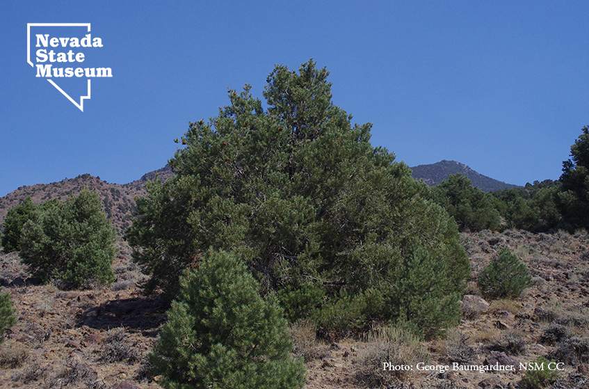 Carson City museum to re-open Wednesday with pine tree presentation ...