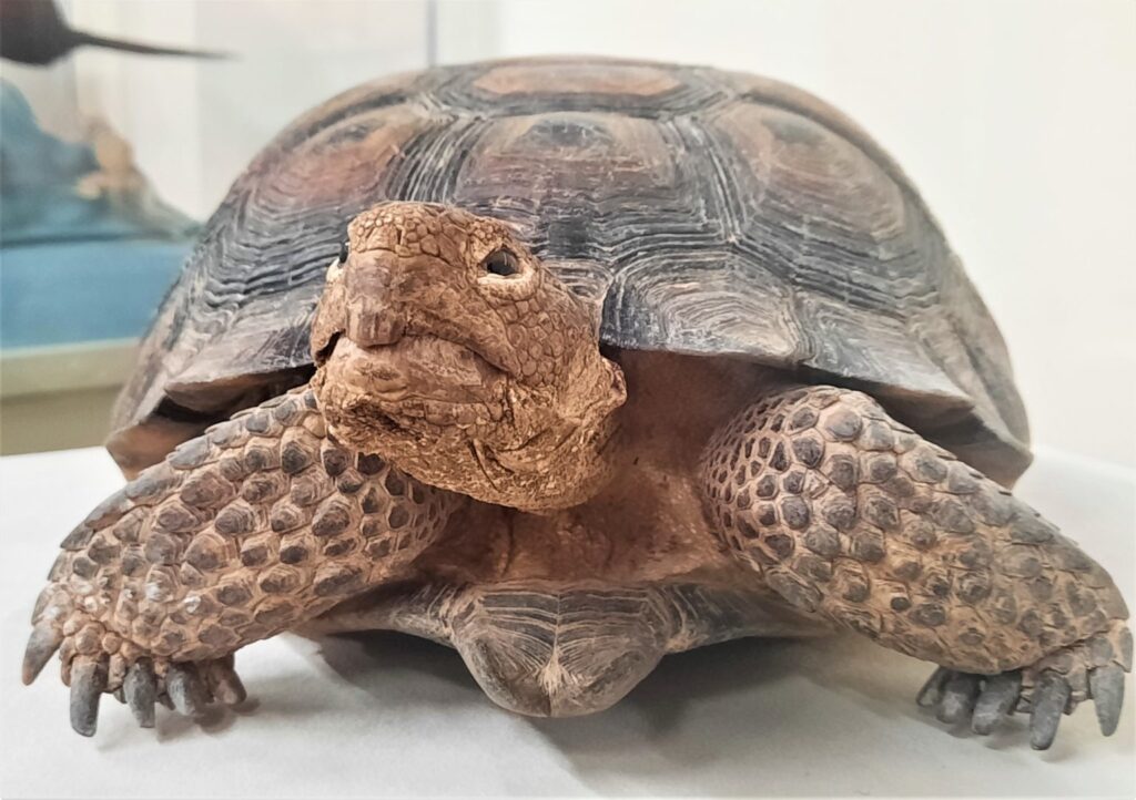 Family Fun Saturday: Nevada Reptiles | Nevada State Museum | Carson City