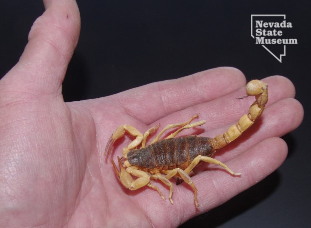 Smallest Scorpion In The World