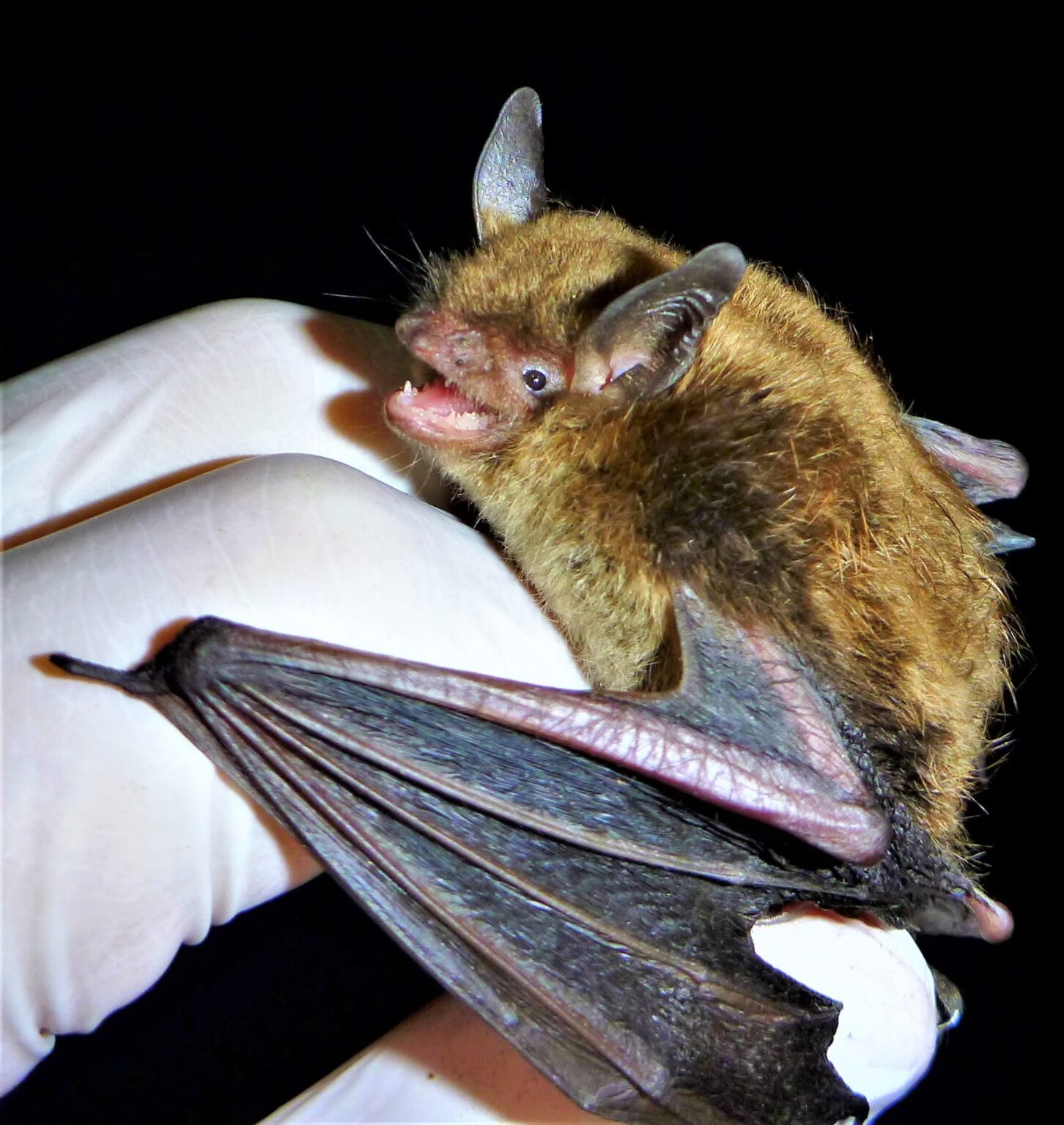 Family Fun Saturday: Bats: Night Flyers of the Skies | Nevada State ...