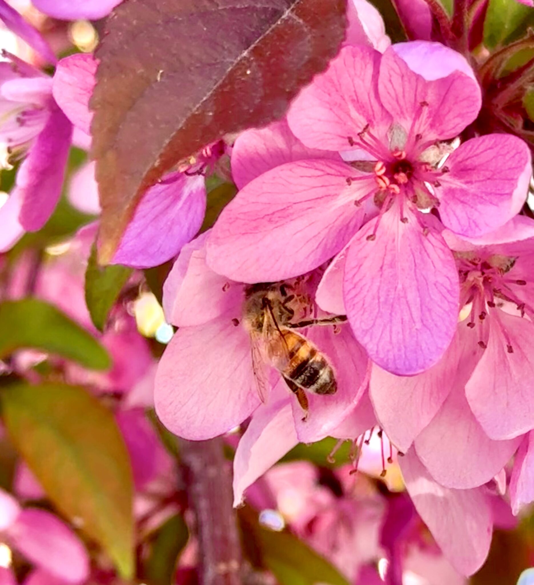 Family Fun Saturday: Pollinator Palooza | Nevada State Museum | Carson City